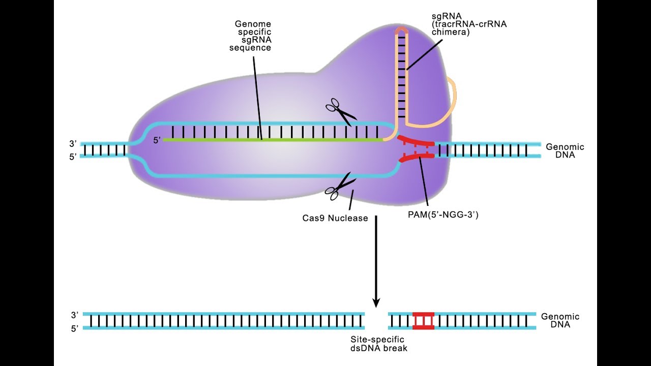 ALERT: First Human Embryo Edited in the U.S.