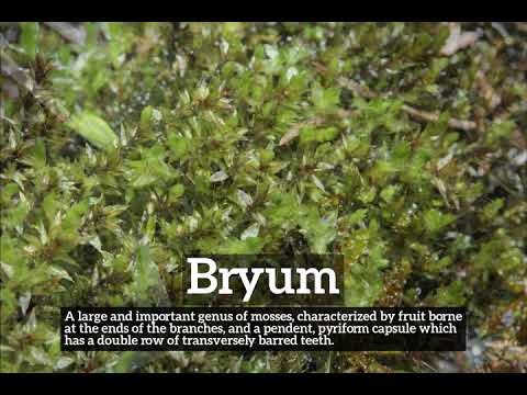 What is Bryum? | How to Say Bryum in English? | How Does Bryum Look?