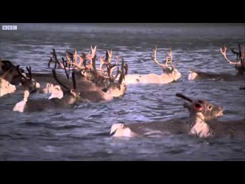 Can reindeer swim? - The Cairngorm Reindeer Herd