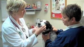 Kennel Assistant Overview | What is a kennel assistant? - Zippia