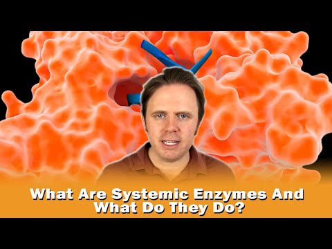 What Are Systemic Enzymes And What Do They Do?