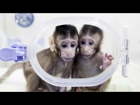 Scientists successfully clone monkeys; are humans next? | ABC7