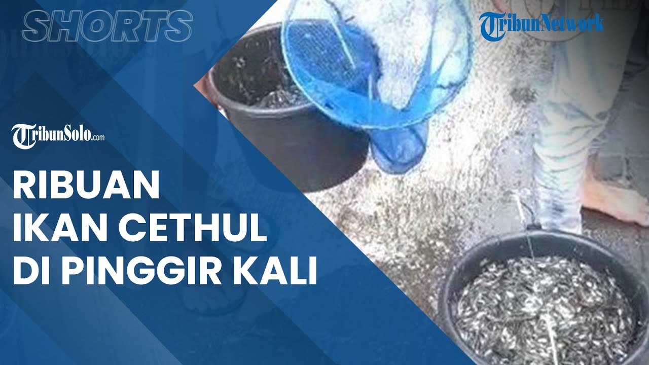Fenomena Langka di Boyolali, Warga Ramai-ramai 'Panen' Ikan Cethul yang ...