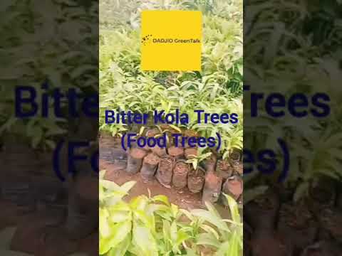 π³πΏ Bitter Kola Trees: The Hidden Gems of Nature! πΏπ³