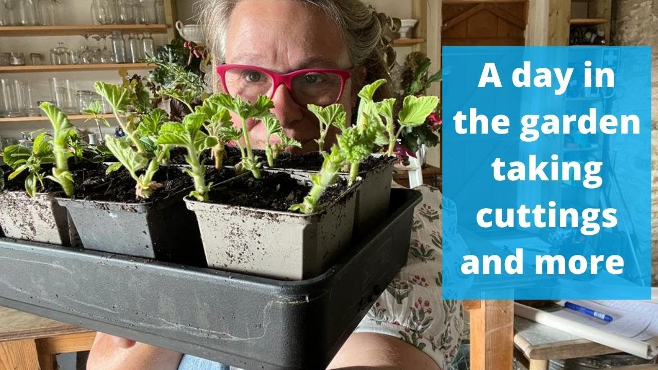 A day on the flower farm taking cuttings and sowing seeds