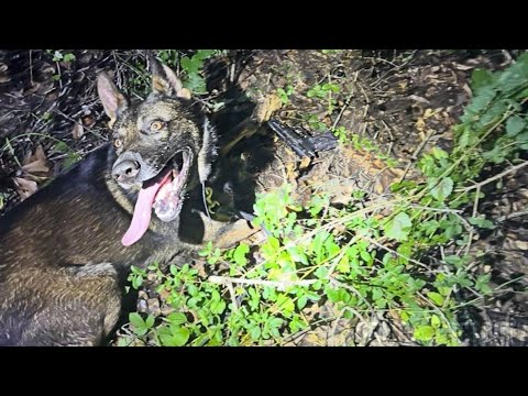 K9 Max Finds Gun Used To Shoot At Slidell Police Officers