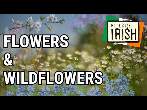 How To Say the Names of 5 Wildflowers in Irish #bitesizeirish