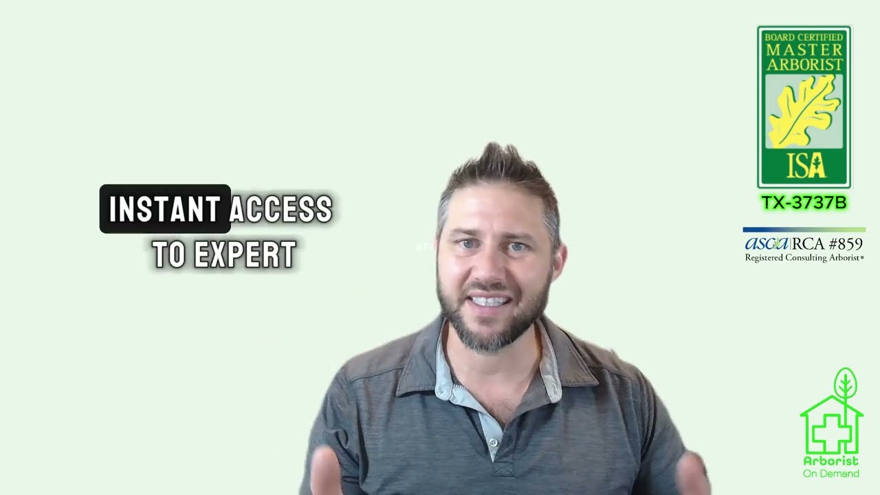 Need a Tree Expert? Here's How Our Online Certified Arborist Consulting Work 🌳