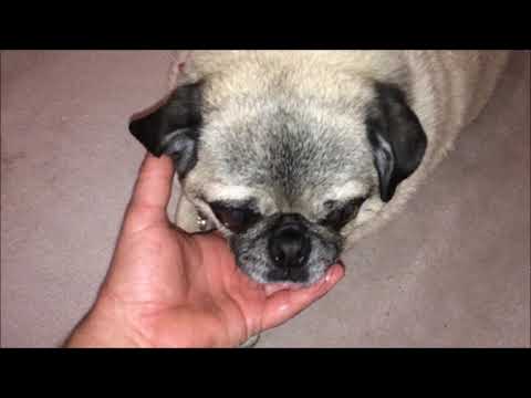 Zoe suffered a Grand Mal seizure Oct 23