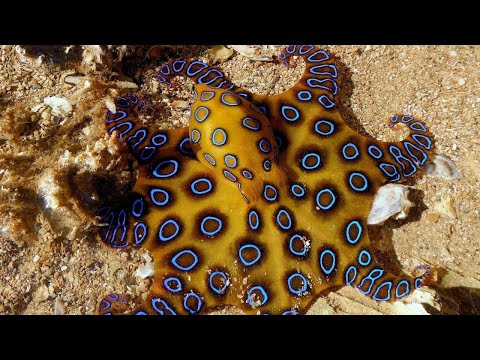 The incredible blue-ringed octopus: 10 facts about blue-ringed octopus