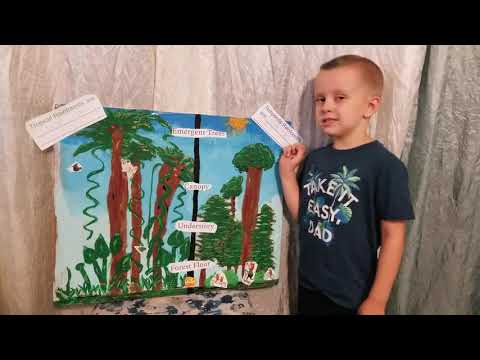 Carson Lashells | Temperate vs. Tropical Rainforests Presentation