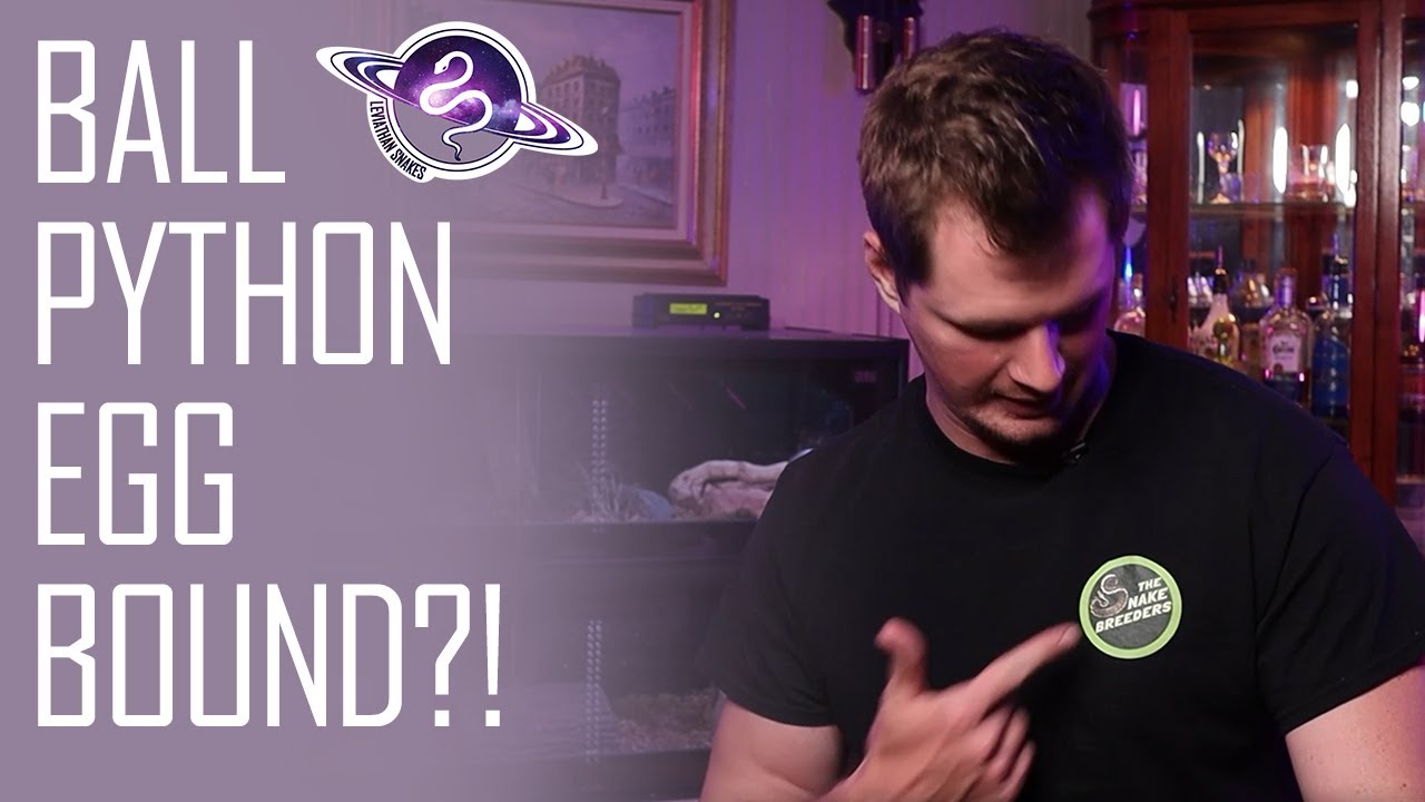 EGG BOUND Ball Python?! | SPECIAL GUEST The Nake Breeders