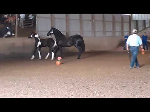 Luxor Barock Pinto 8 months old colt
