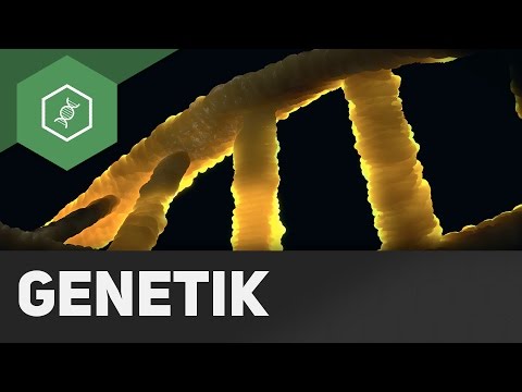 Chromosomes, genes, DNA – basic concepts of genetics (outdated)