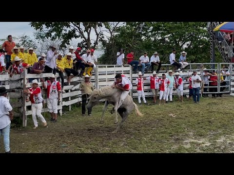 “🔥 ¡Pura Adrenalina en el RODEO MONTUBIO VERNAZA 2025! 🐎 Tradición, Pasión y Valor 🌟” cowboy