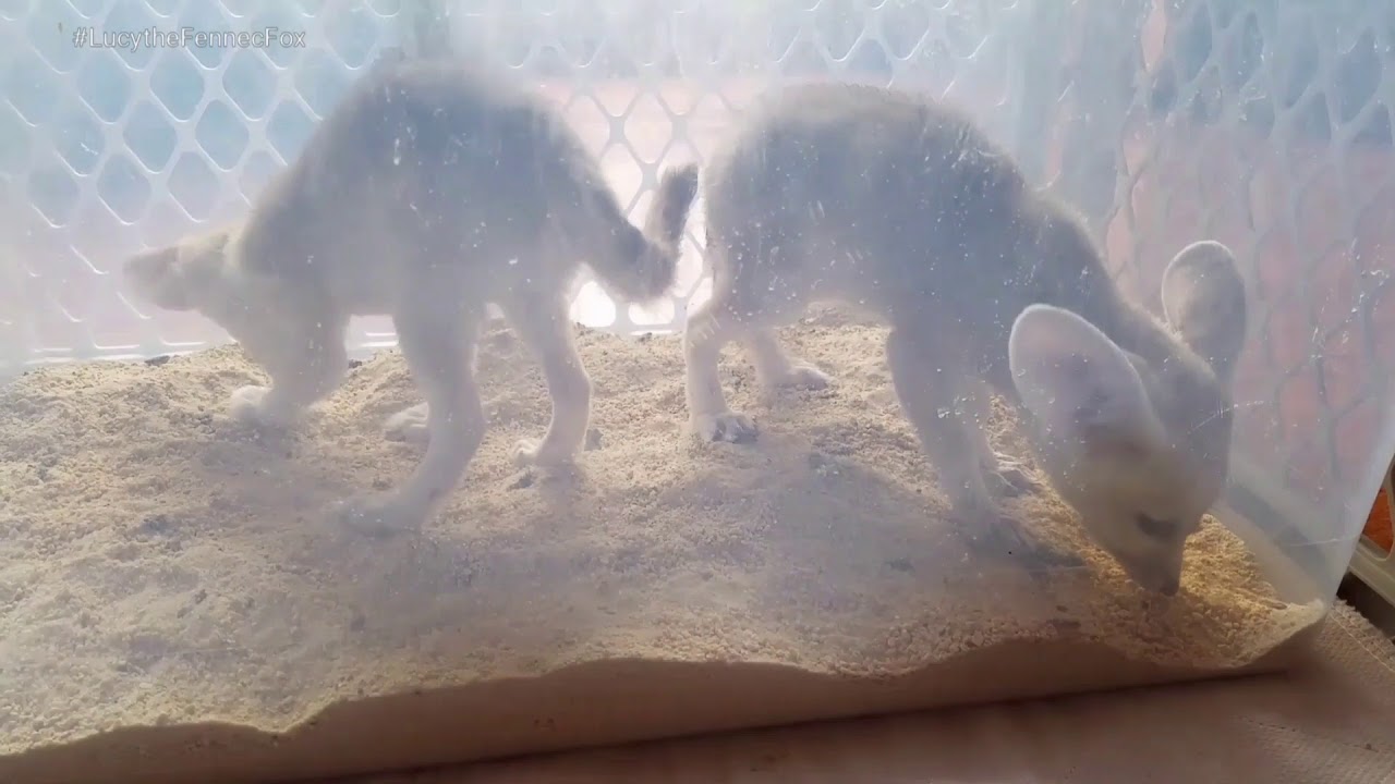 Fennec Fox Kits Eating Bugs in the Sand