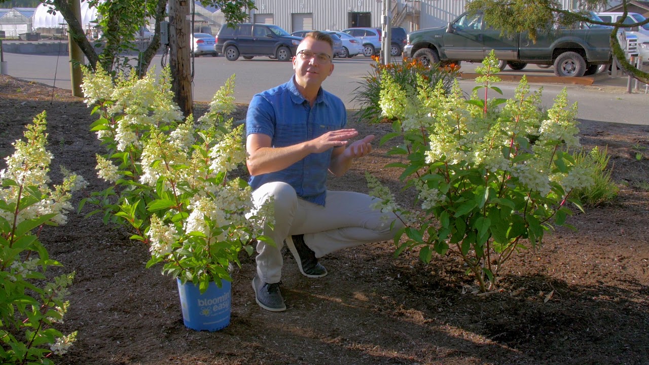 Candelabra™ Hydrangea in the Show Garden