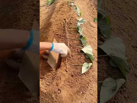 Amazing Sweet Potato Growing Techniques #satisfying #farming