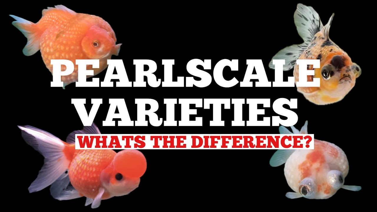 PEARLSCALE GOLDFISH - Varieties explained! AWARD WINNING BREEDER!