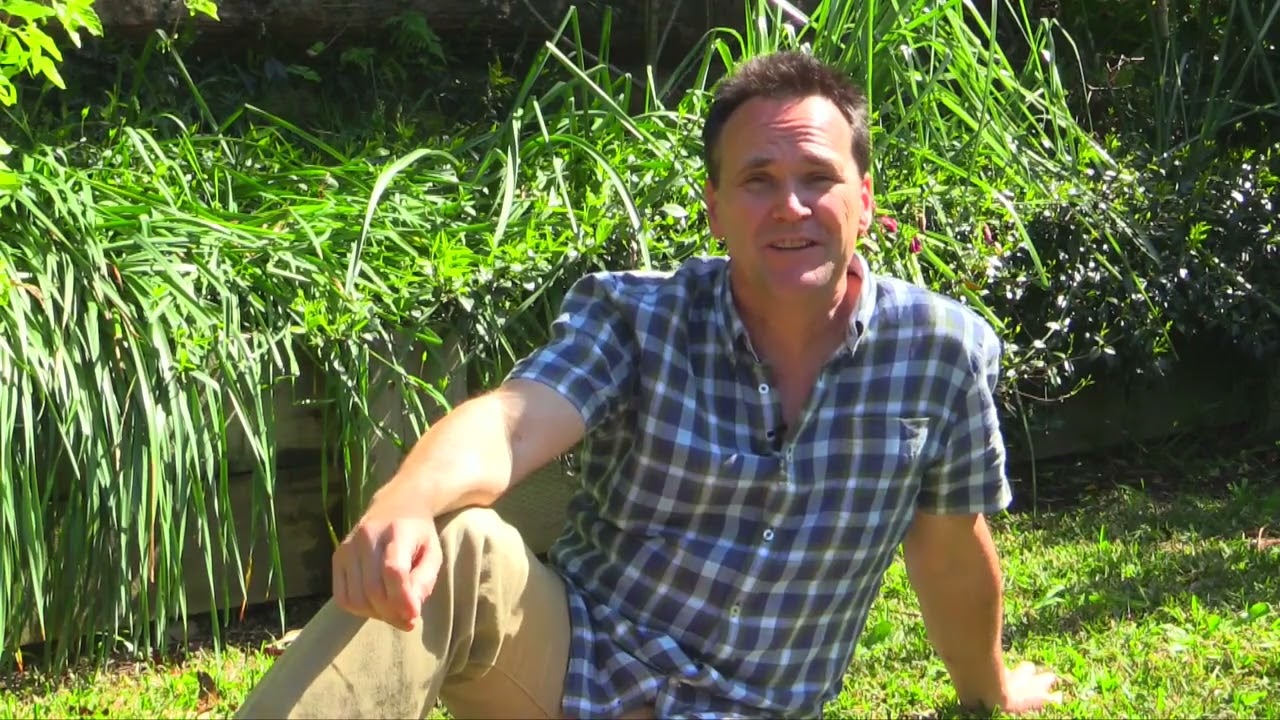 Create a weed & pest free lawn