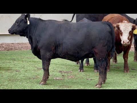 Finished Grain Fed Feeder Steers & Heifers - J&J Cattle Co