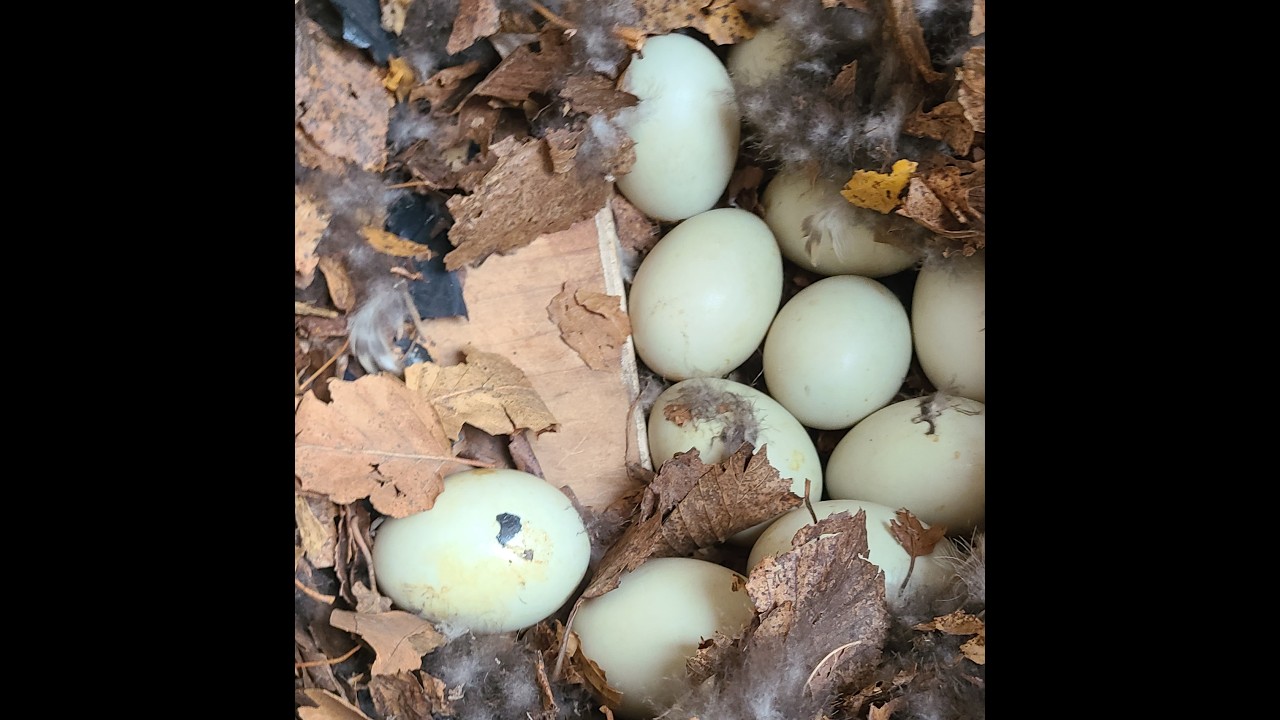 Gary Allan Learning Centre's Mallard Cam (LIVE)