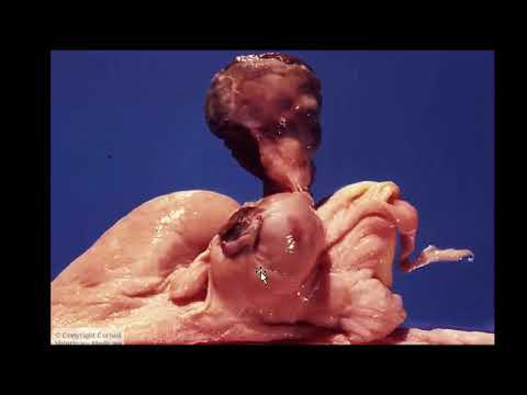 Diseases of the Reproductive Tract 3 Ovary and oviduct