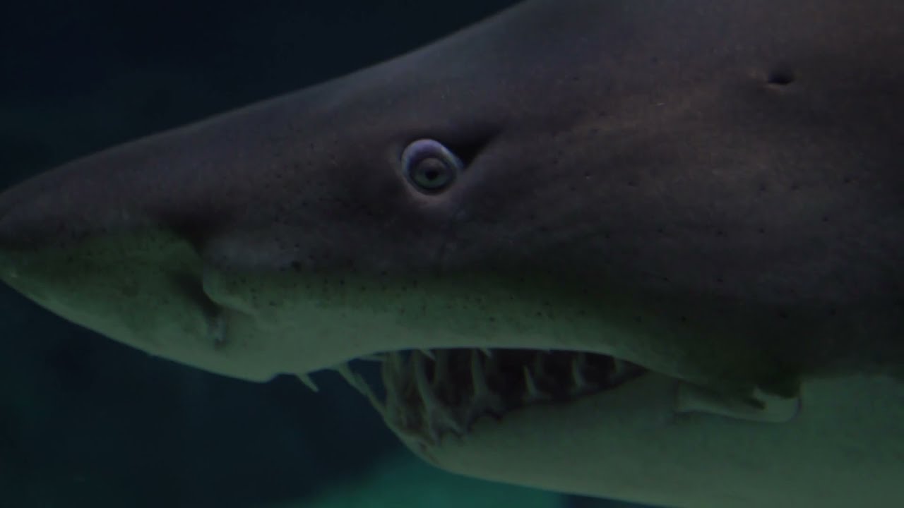 Shark Live Wallpaper 4k