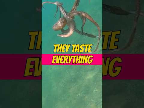 About the Octopus Sensory System