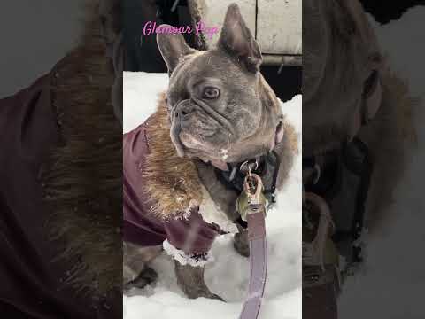 Found the cutest faux leather jacket on Amazon for her! #dog #frenchbulldog #frenchie #puppy
