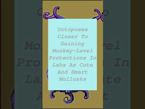 Octopuses Closer To Gaining Monkey-Level Protections In Labs As Cute And Smart Mollusks