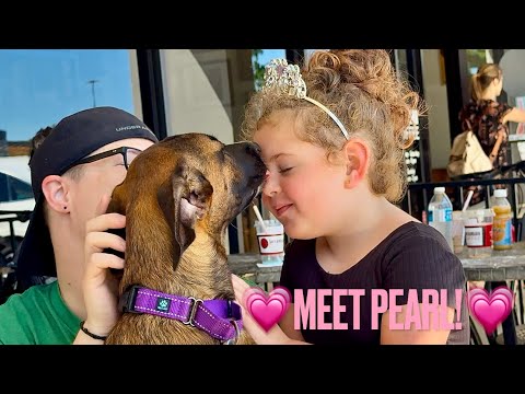 Dog for adoption - Pearl with the pretty puppy eyes, a Labrador ...