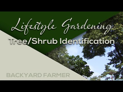 Tree/Shrub Identification