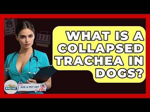 What Is A Collapsed Trachea In Dogs? - Ask A Pet Vet