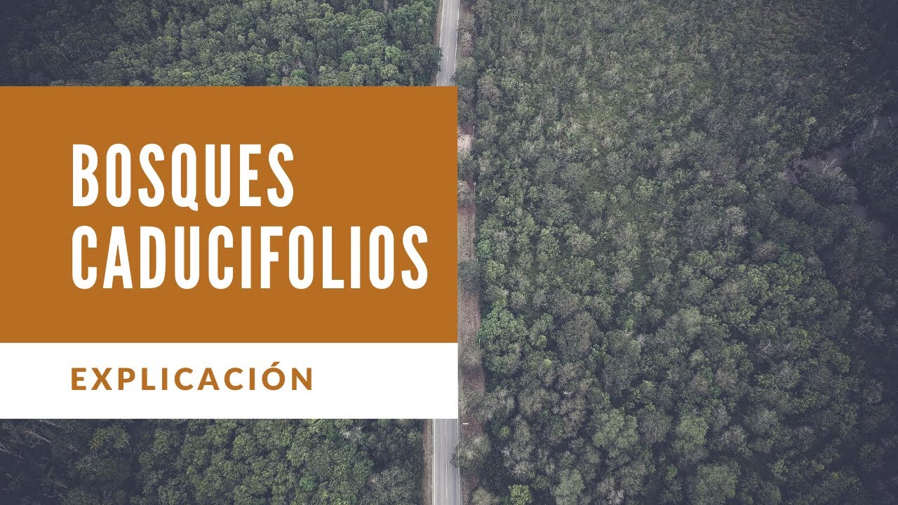 Bosques caducifolios, ¿Qué son? ¿Están en peligro?