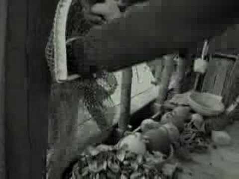 net-video