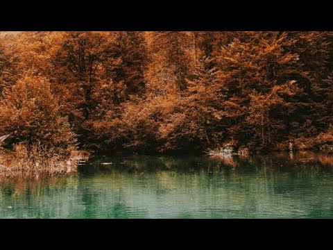 What is an Ecosystem