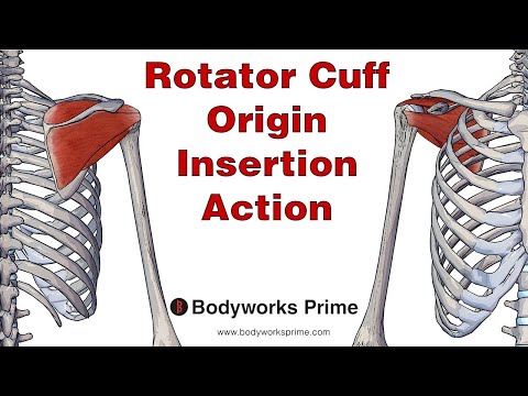 Rotator Cuff Anatomy: Origin, Insertion & Action