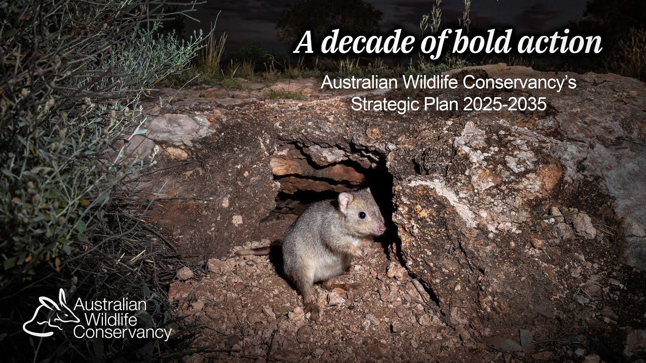A Decade of Bold Action | Australian Wildlife Conservancy's Strategic Plan 2025-2035