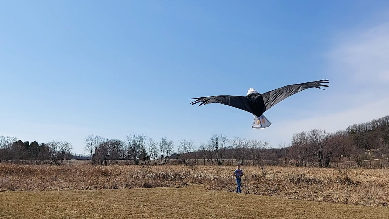 The Giant Bald Eagle Kite Like You've Never Seen it.