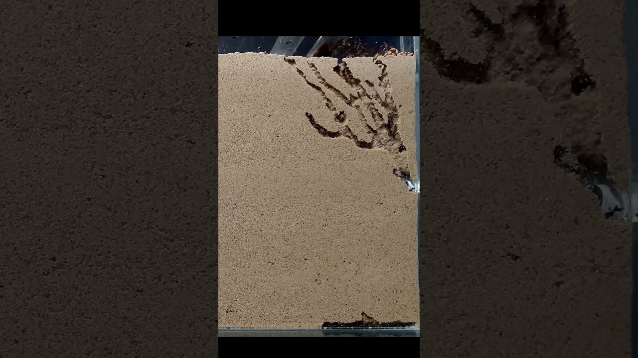 Sand ant farm v2.0 short version