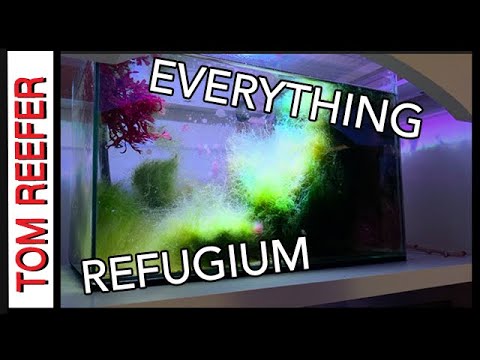 Reef Tank ( EVERYTHING REFUGIUM ) - In 9 Minutes
