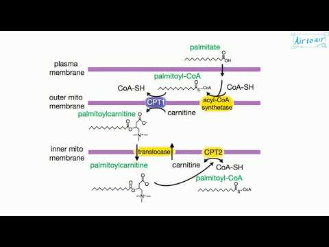 carnitine O-palmitoyltransferase