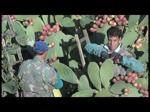 Wild Cactus fruit (በለስ) as a Potential Economic Sector for Eritrea ...
