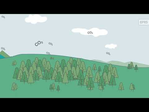Land use, land use change and forestry (LULUCF)