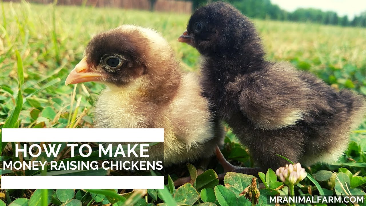 How To Make Money With Chickens