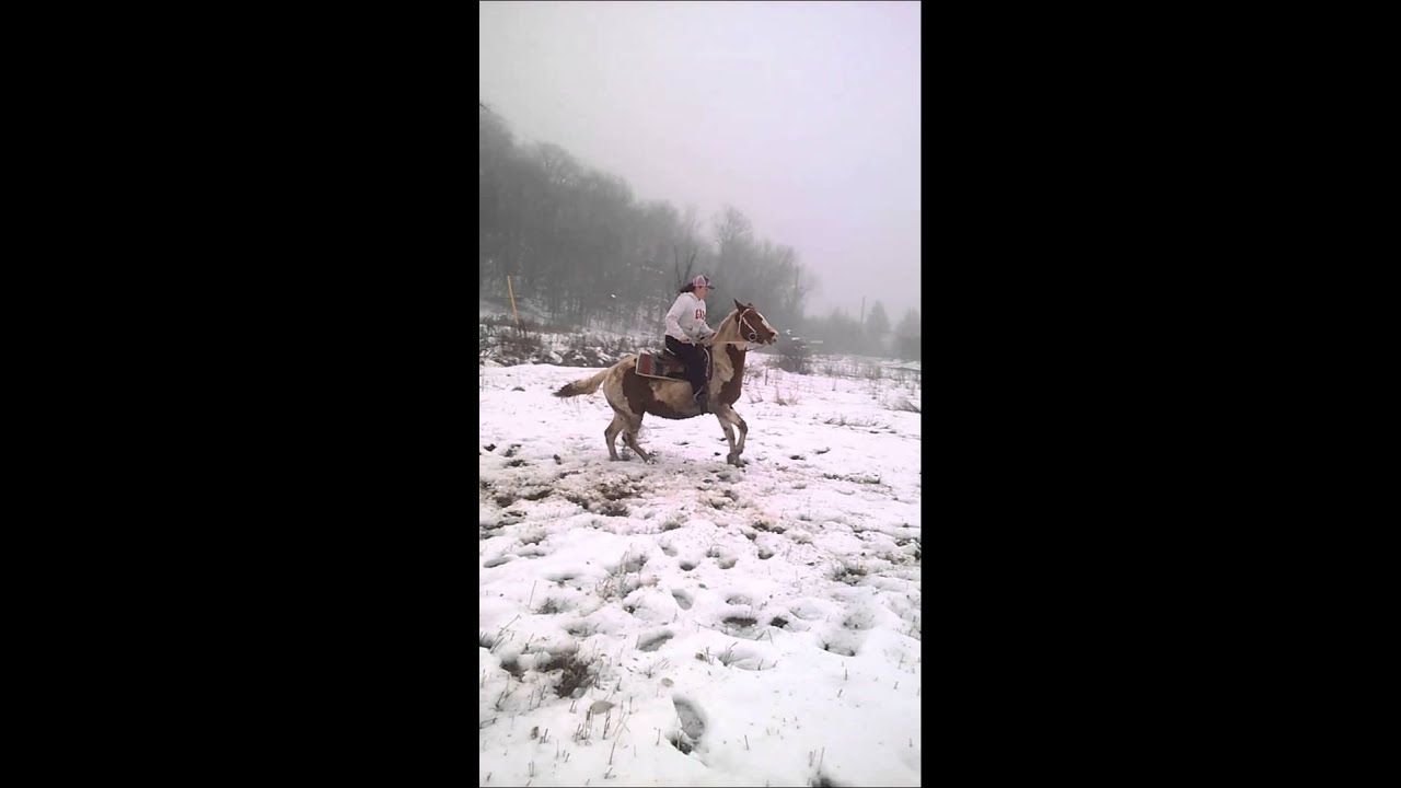 Sky 4 year old apha mare