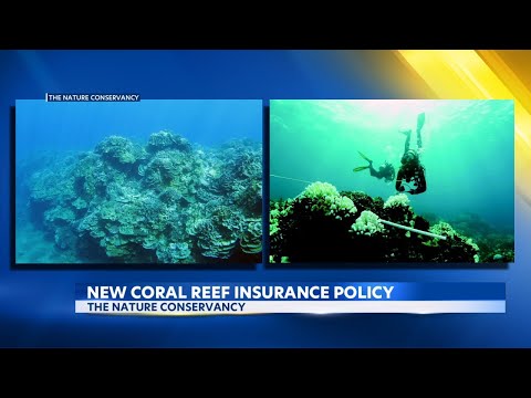 Nature Conservancy boosts Hawaii reef coverage with enhanced insurance policy