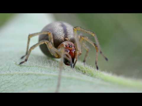 Miturgidae