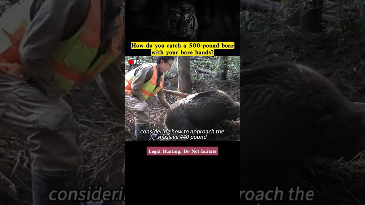 How do you catch a 500-pound boar with your bare hands? #fyp... #Shorts #curious.jake